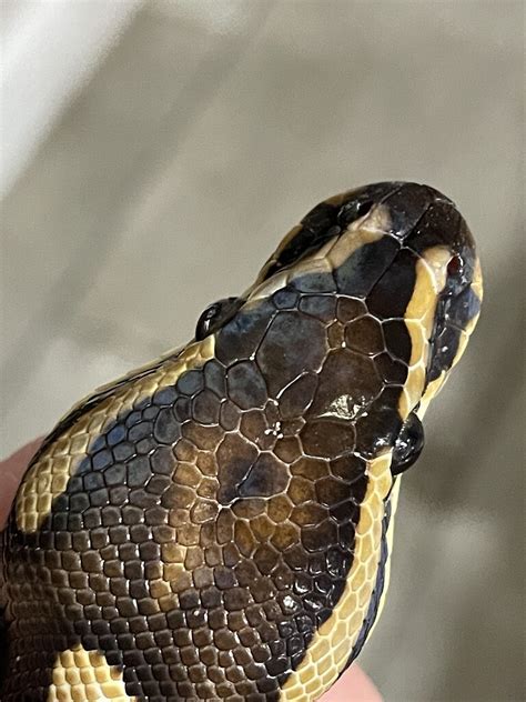 Banana Ball Python Mites At Caitlin Grimmett Blog