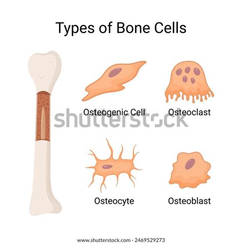 Types Human Bone Cells Osteogenic Cell Stock Vector Royalty Free