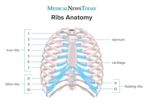 Rib Bones Anatomy Axial Skeleton Learn Skeleton Anatomy
