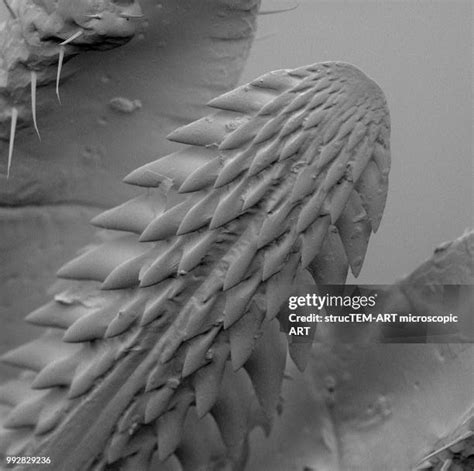 Scanning Electron Photos And Premium High Res Pictures Getty Images