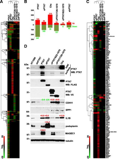 genome wide transcriptional profiling a heat map and the hierarchical