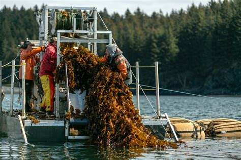 Can Small Seaweed Farms Help Kelp Scale Up Civil Eats