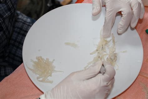 Edible Birdnest Ebn Processing Great Potential For Edible Birds Nest Processing Industry