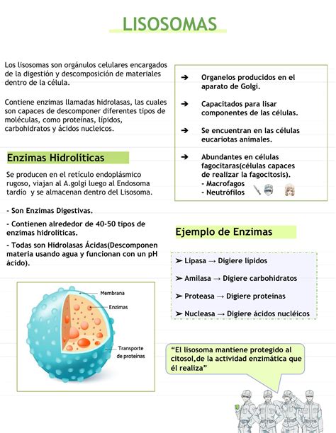 Función Del Lisosoma