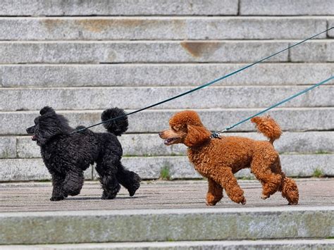 푸들 종류 성격과 특징 견종 백과