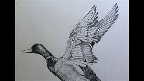 How To Draw Duck Idea 12 Step By Step Drawing Photos Vrogue Co