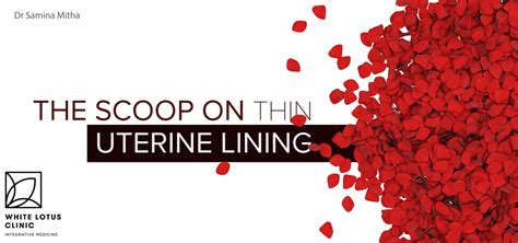 The Scoop On Thin Uterine Lining White Lotus Clinic