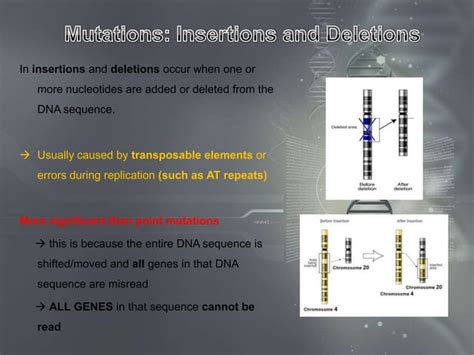 4 Genetics How Variability Is Produced In A Population Pptx Genetics Science