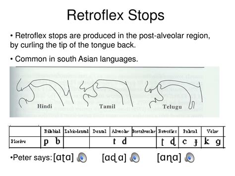 Ppt Place Of Articulation Powerpoint Presentation Free Download Id