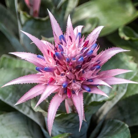 Plantas Con Flores Grandes
