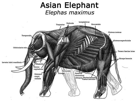 Elephant Leg Bone Structure At Betty Sansbury Blog