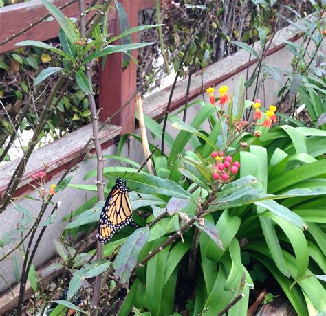 Creating A Monarch Butterfly Habitat