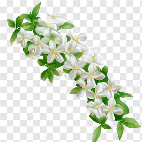재스민 꽃 화환 재스민 속 흰 꽃 나뭇잎 Png 일러스트 및 이미지 에 대한 무료 다운로드 Pngtree