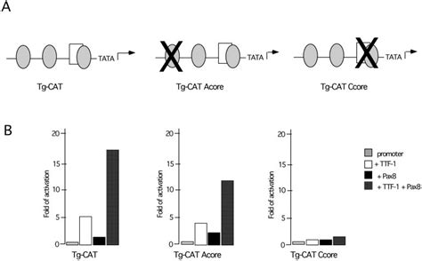 Mapping Of The Cis Elements Involved In Pax8 Ttf 1 Synergy A