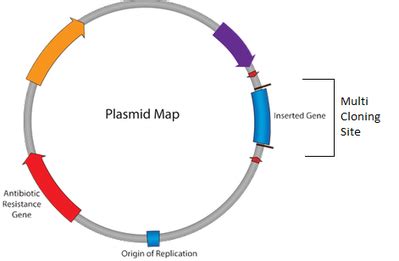 Addgene Winter 2016 Tech Transfer News A Brief Introduction To Plasmids For The Non Scientist