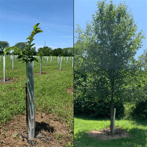 Protect Your Tree Investment With Morse Nurserys Tree Survival Kit