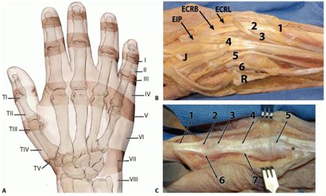 Hand Extensor Tendon Anatomy