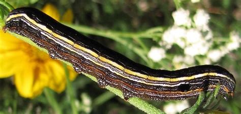 Yellow Striped Armyworm Moth Caterpillar Spodoptera Ornithogalli