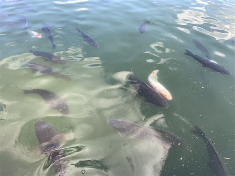 თემურ გურეშიძე ბაღის დიზაინი • Garden Design By Temur Gureshidze