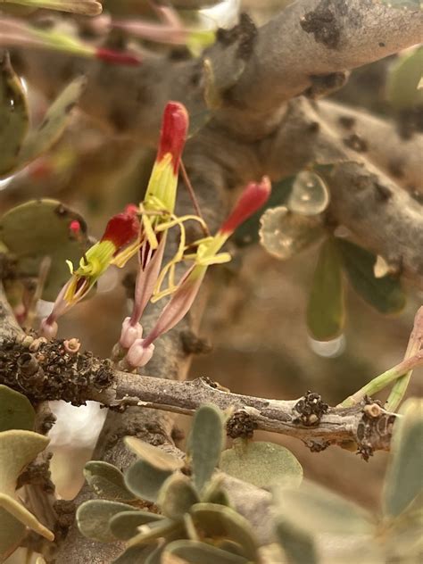 Oncocalyx Bolusii From Lp Za On June 25 2022 At 10 12 Am By Troos Van Der Merwe · Inaturalist