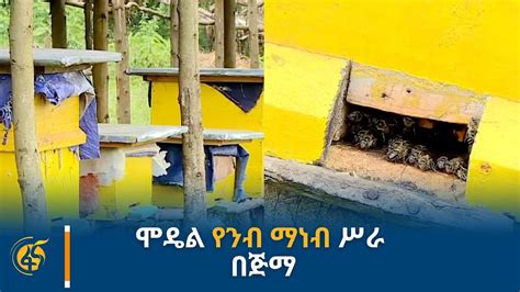 ሞዴል የንብ ማነብ ሥራ በጅማ Youtube