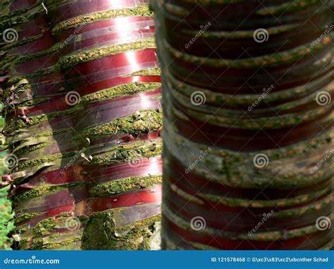 Multi Stemmed Tree With Red Bark Stock Photo Image Of Branches Woody