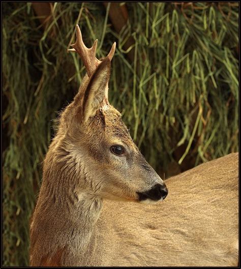 Srnec Obecný Fotogalerie