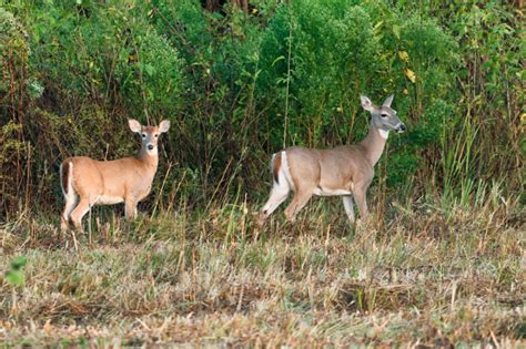 Doe And Button Buck At First Light Steve Creek Wildlife Photography