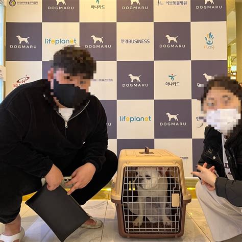 브랜치불독 복태 브리티쉬숏헤어분양 토이푸들분양 애완견분양 폼피츠분양 유기묘무료분양 말티푸분양 강남고양이분양 말티즈분양 빅토리아펫보호소 입양완료