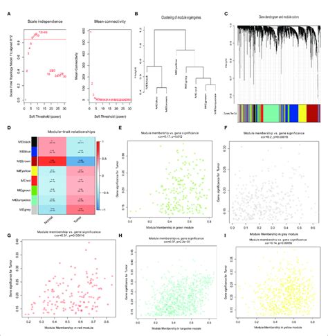 Identification Of Key Genes Via The Weighted Correlation Network