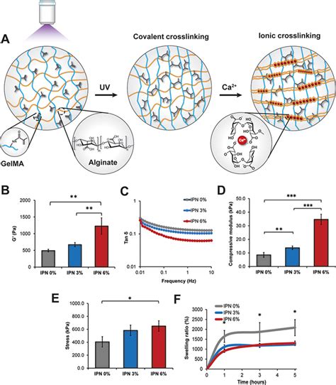 Fabrication Of A Double Cross Linked Interpenetrating Polymeric Network Ipn Hydrogel Surface