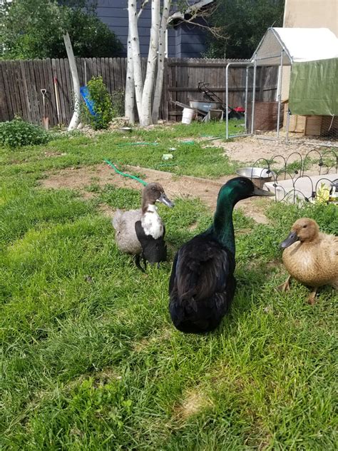 Some More Stills Of Blues Tux Rduck