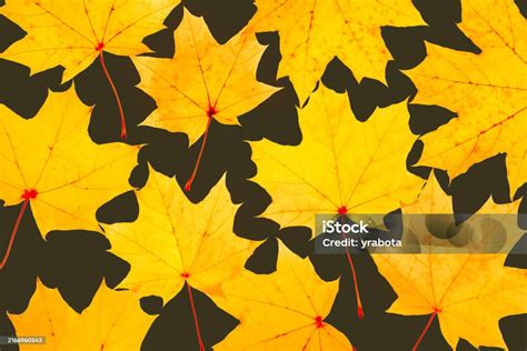 가을 노란 단풍 잎과 함께 어둡고 자연스러운 질감 식물 디자인 배경 패턴과 함께 최소한의 이미지 매크로 나뭇잎 계절별 단풍을 사용한 가을 미적 사진 11월에 대한 스톡 사진