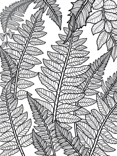 15 Free Printable Ferns Coloring Pages For Creative Fun