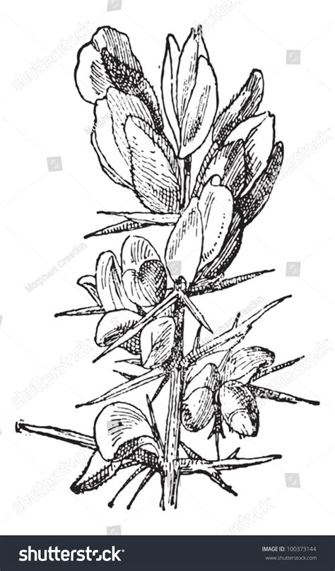 Furze Over 26 Royalty Free Licensable Stock Vectors And Vector Art