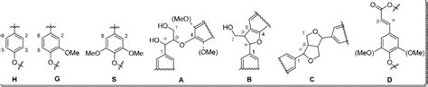 Monolignol Units H G S And Corresponding Linkages A β O 4 Download Scientific Diagram