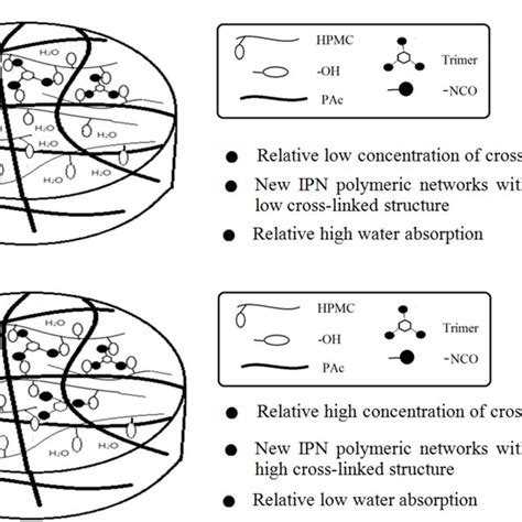 Proposed Model Of New Hydrocolloid Interpenetrating Polymeric Networks Download Scientific