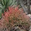 8 In Euphorbia Tirucalli Firestick Succulent Plant With Yellow Flowers