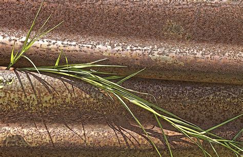 Rust Grass11 Morris Creedon Mcvean Flickr