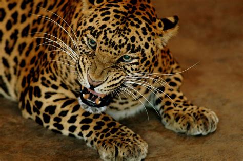 False Ego 88 Wiki Leopard The… Flickr