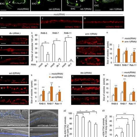 Endosomal Membrane Delivery Is Strictly Required For Lumenal Membrane