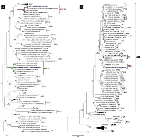 a molecular phylogenetic analysis based on vp1 by maximum likelihood