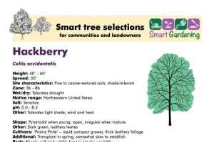 Hackberry Gardening In Michigan