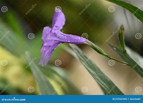 Purple Flowers On Its Stem Stock Image Image Of Floral 257667685