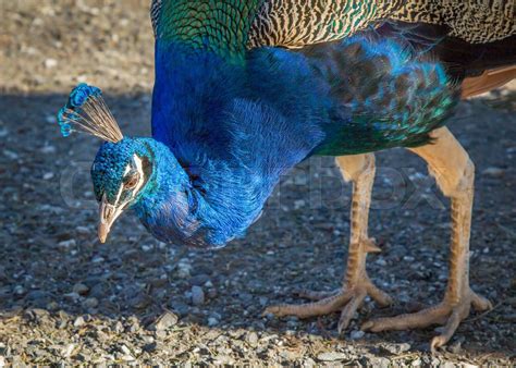 Peacock Eating Lunch Stock Image Colourbox