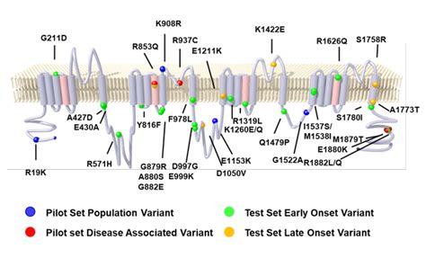 Familiescn2a Foundation What Is Scn2a