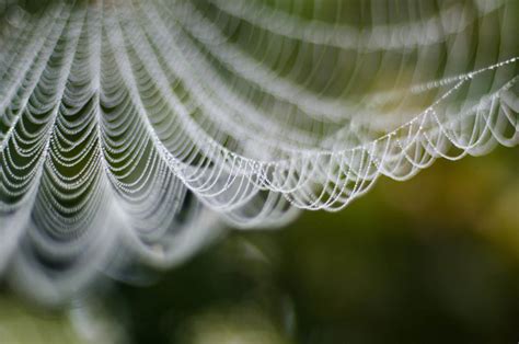 3d Biofibr Inc Collagen And Spider Silk Fibres Producing Company