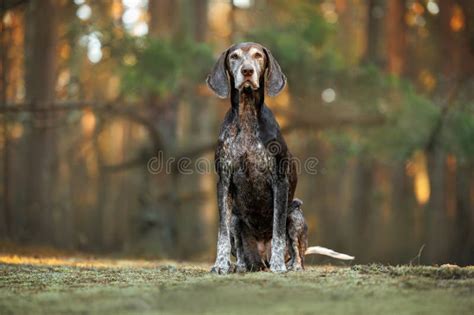 Beautiful German Shorthaired Pointer Dog Sitting In The Forest Stock