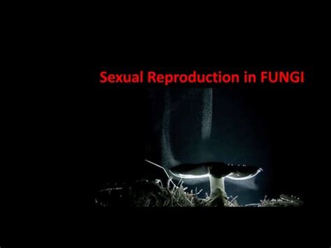 Sexual Reproduction In Fungi Pptx Infertility Reproductive Health