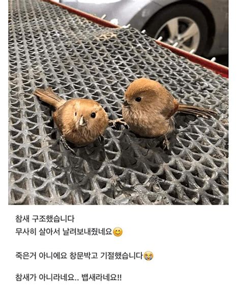 창문에 머리 박고 기절한 뱁새